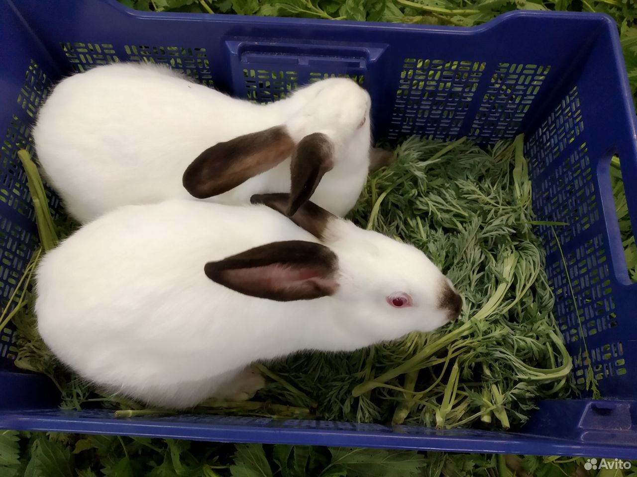 Кролики с доставкой