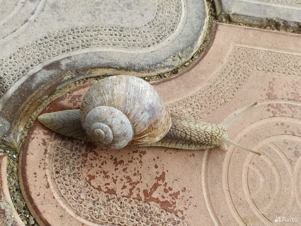 Улитки виноградные