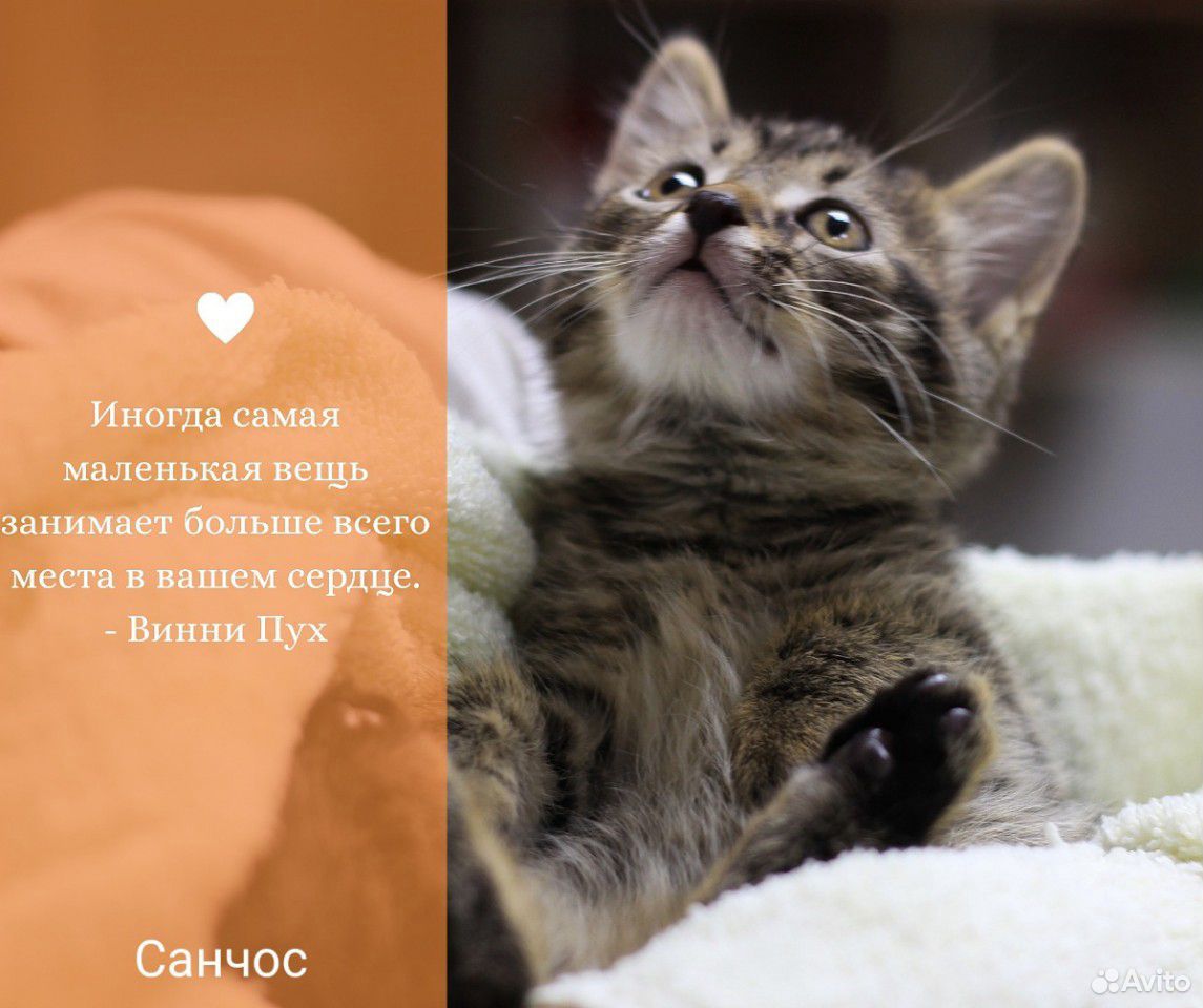 Котенок Санчос 2 месяца