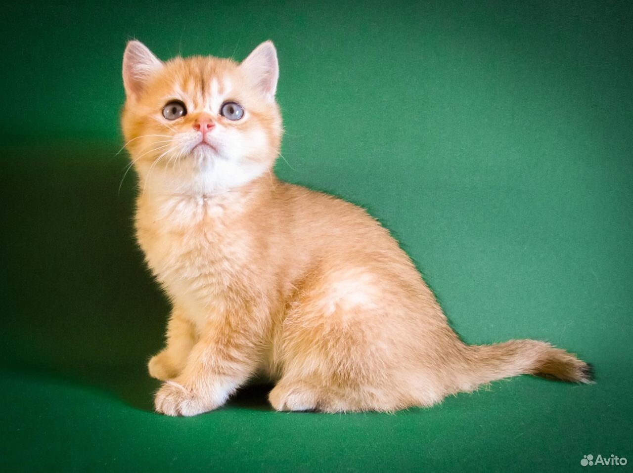 Британский котенок красный мрамор Ирвин