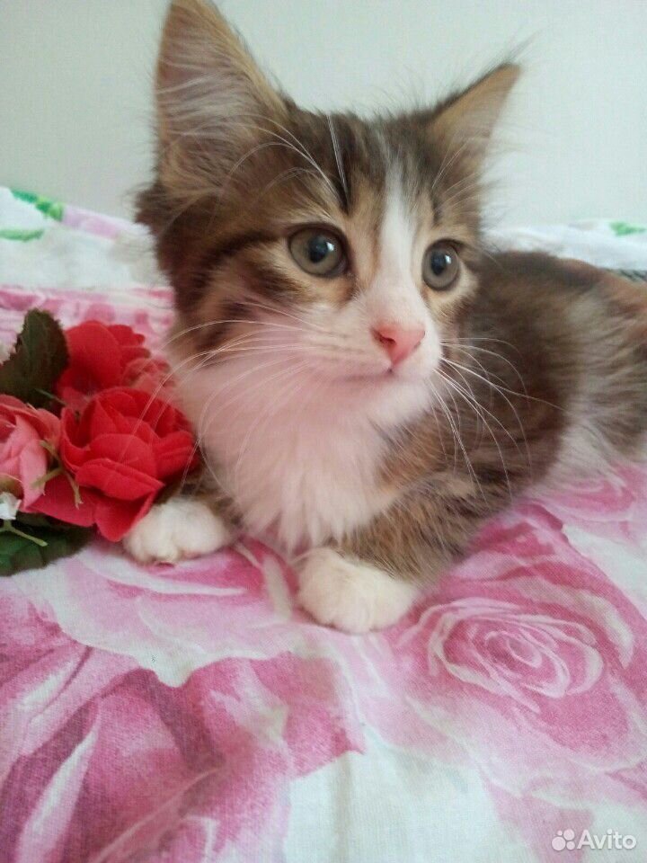 Котик, 1,5 месяцев