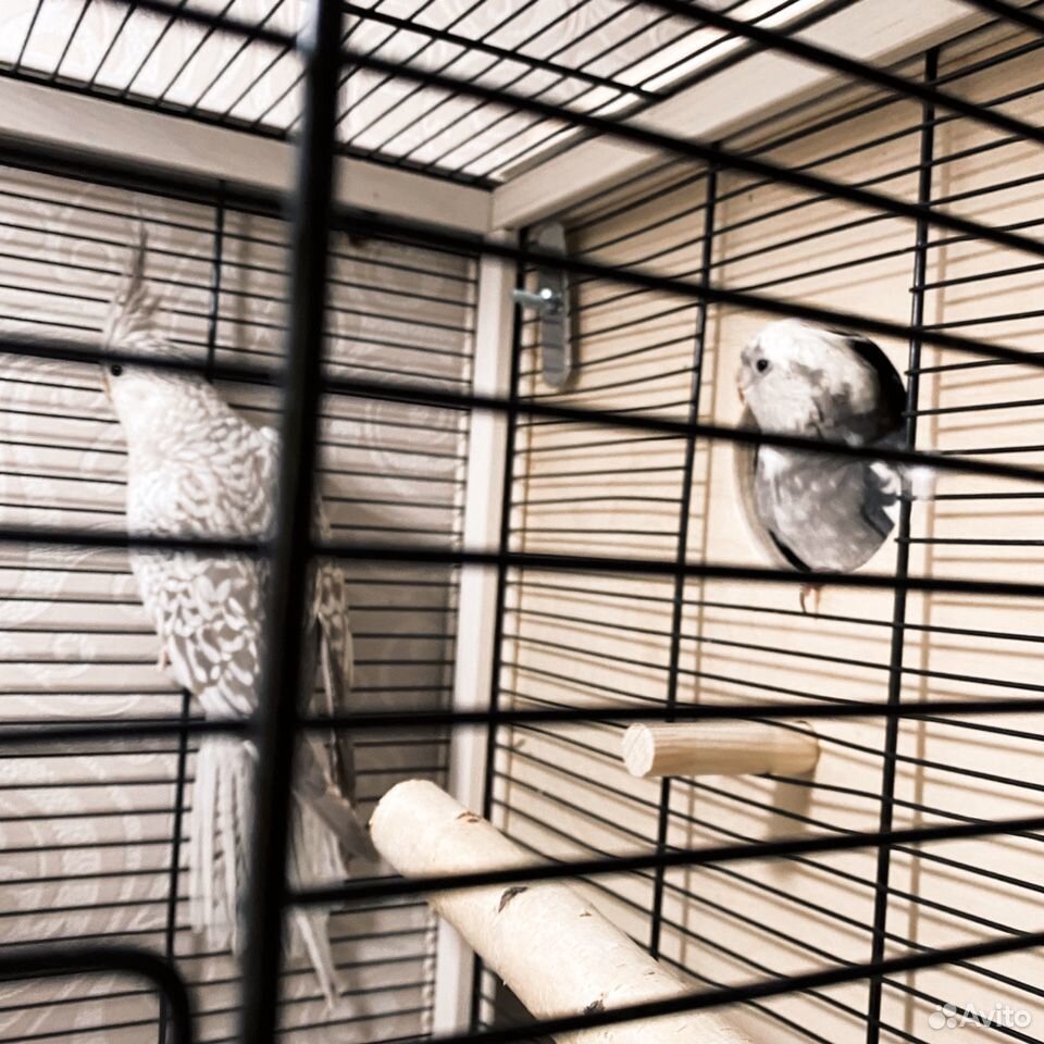 Корелла, разводная пара