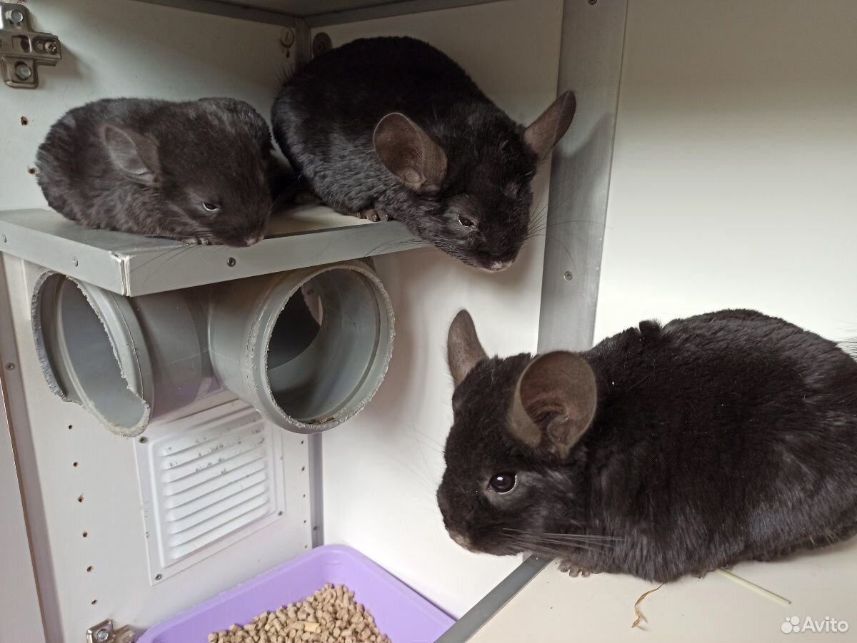 Шиншилла гомоэбони экстрадарк