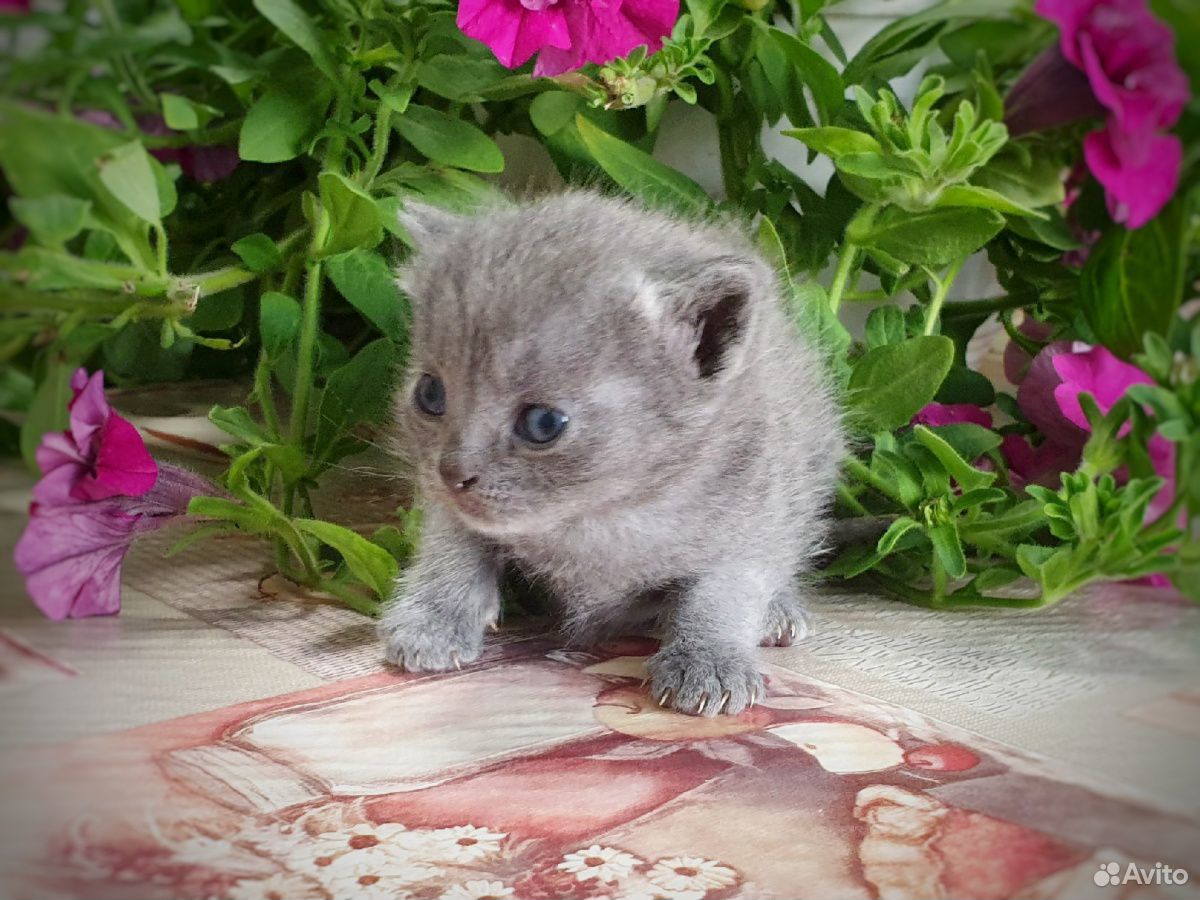 Малышка в поисках семьи