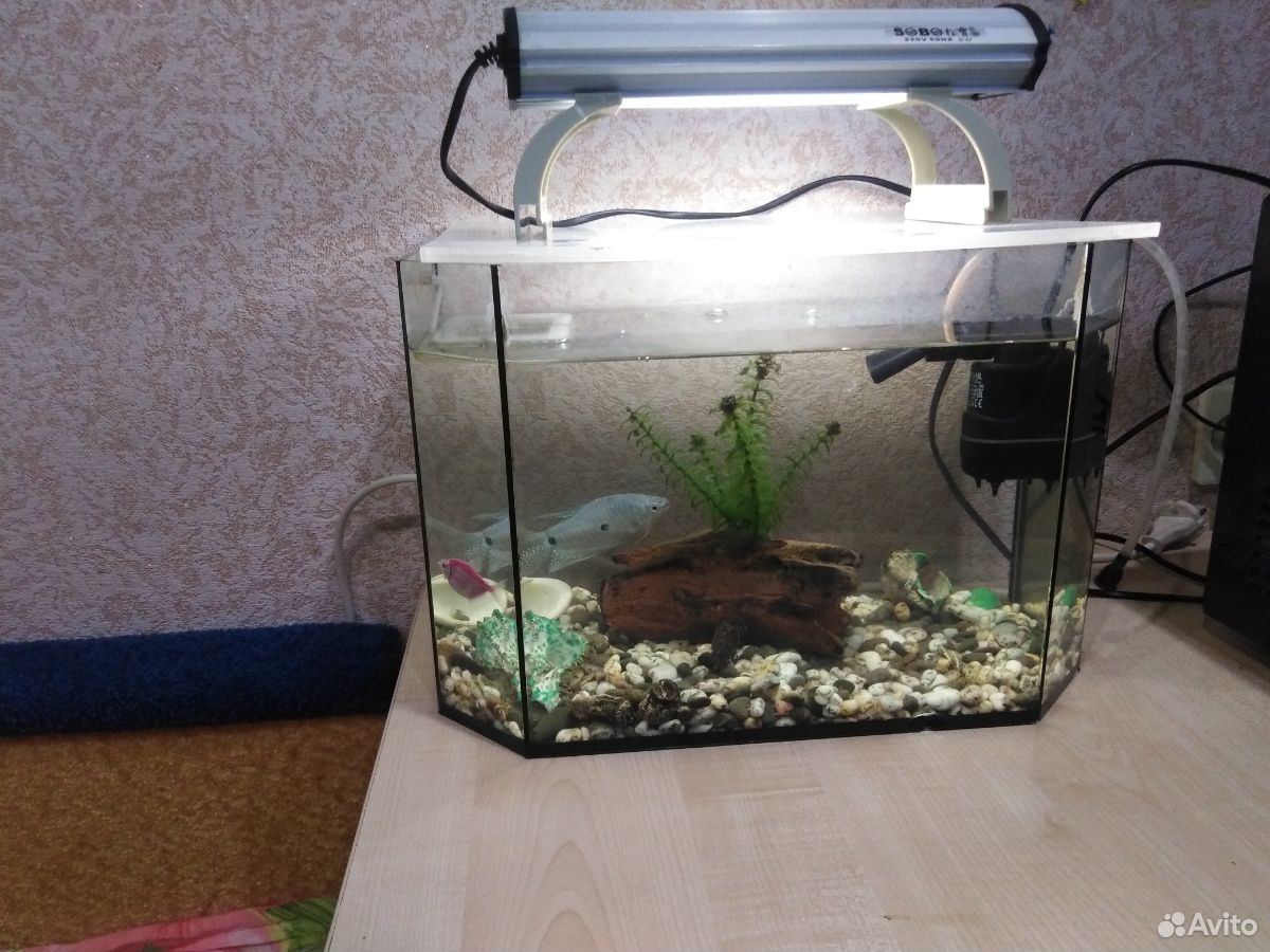 Аквариум, 15 литров