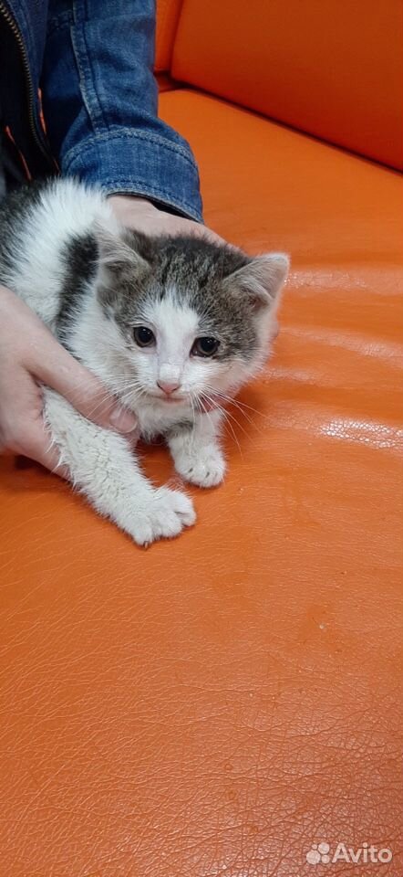 Котёнок красавчик