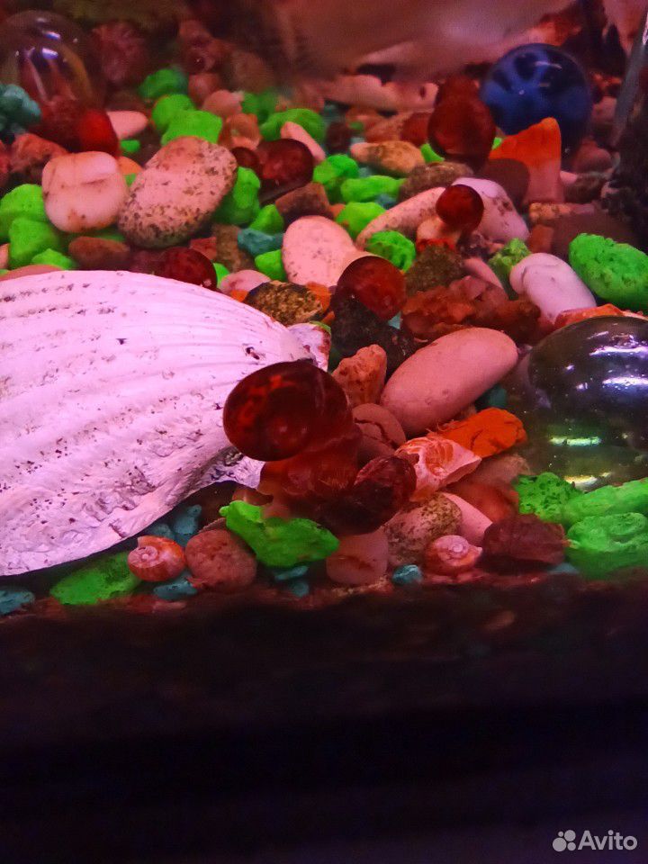 Улитки катушки аквариумные