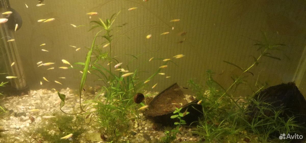 Данио подростки