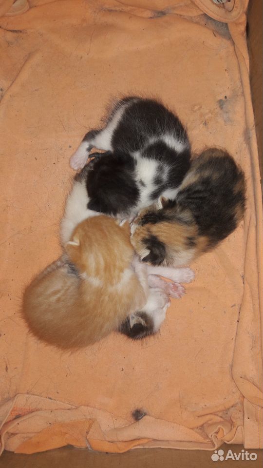 Котята