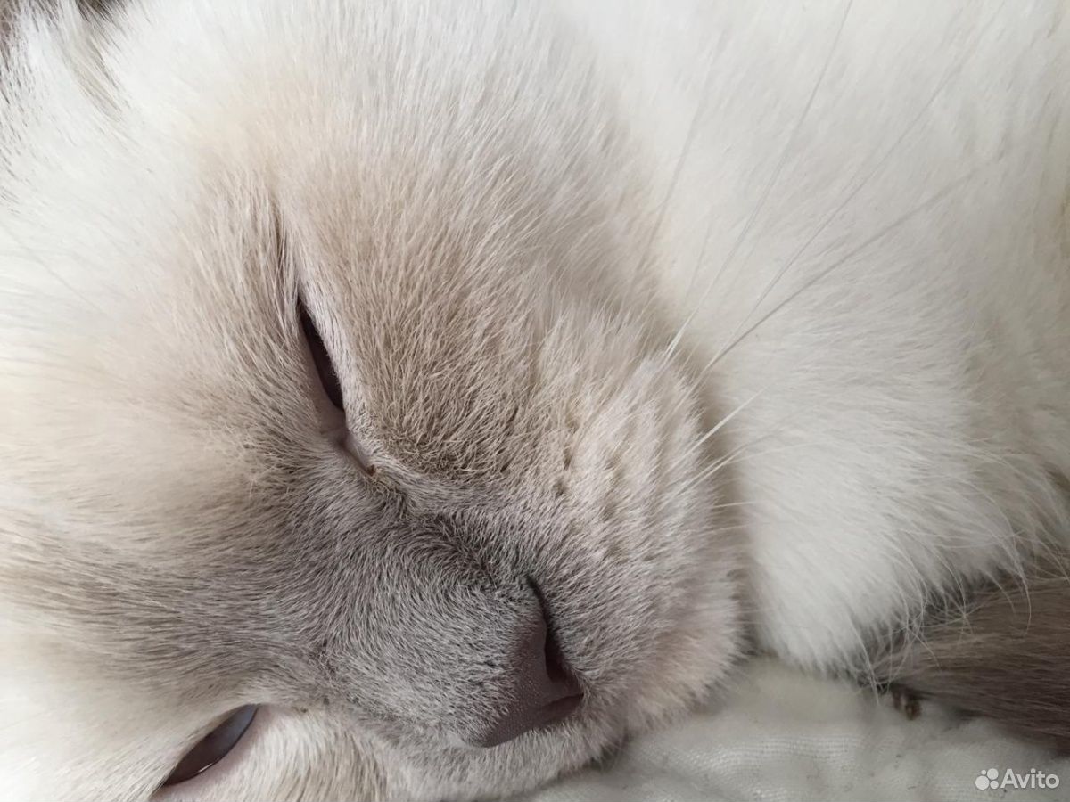 Ищем жениха)