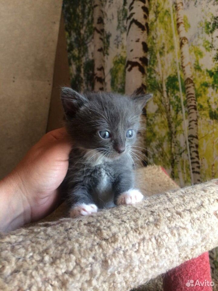 Котятки ищут дом