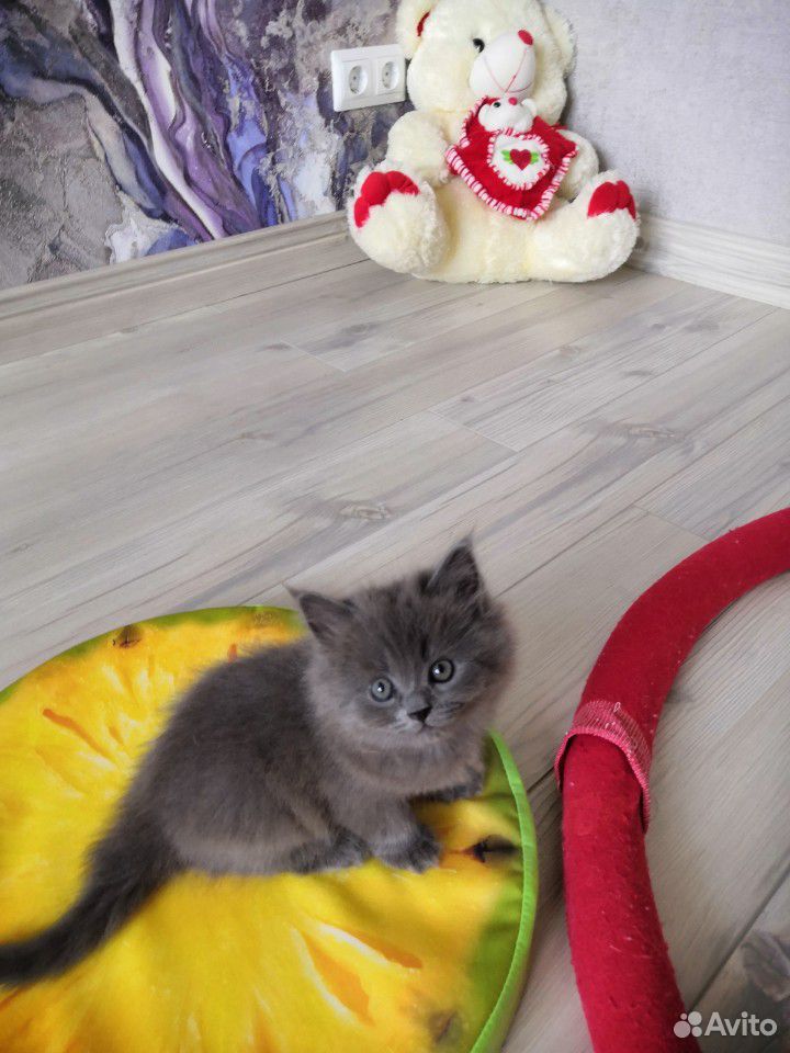 Кошка невская маскарадная
