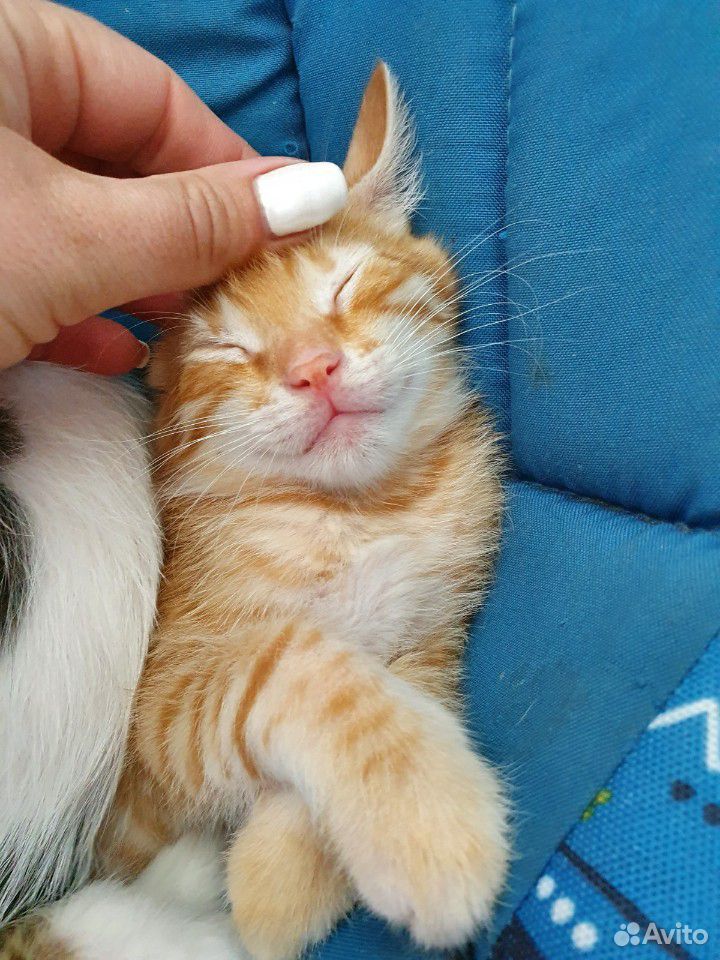 Отдаем хорошим людям рыжего котика 2,5мес
