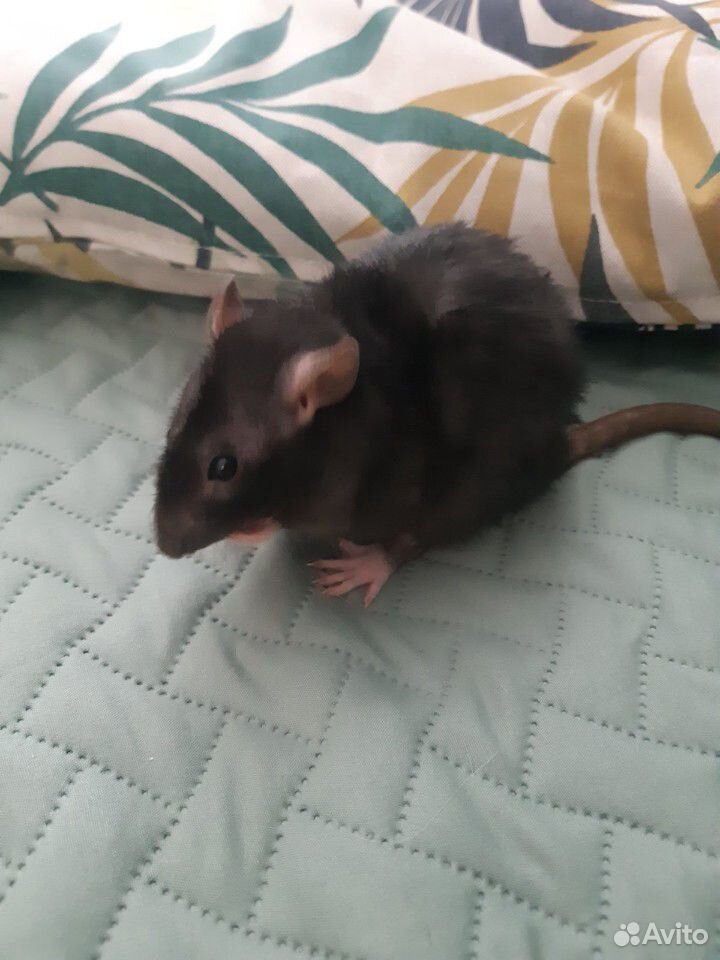 Крыса декоративная