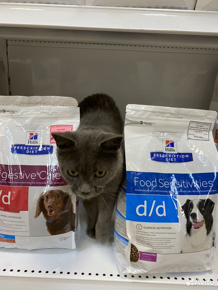 Кошка, может кто потерял