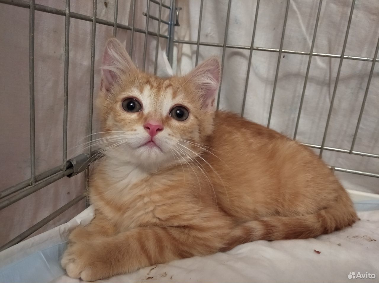 Котёнок в добрые руки