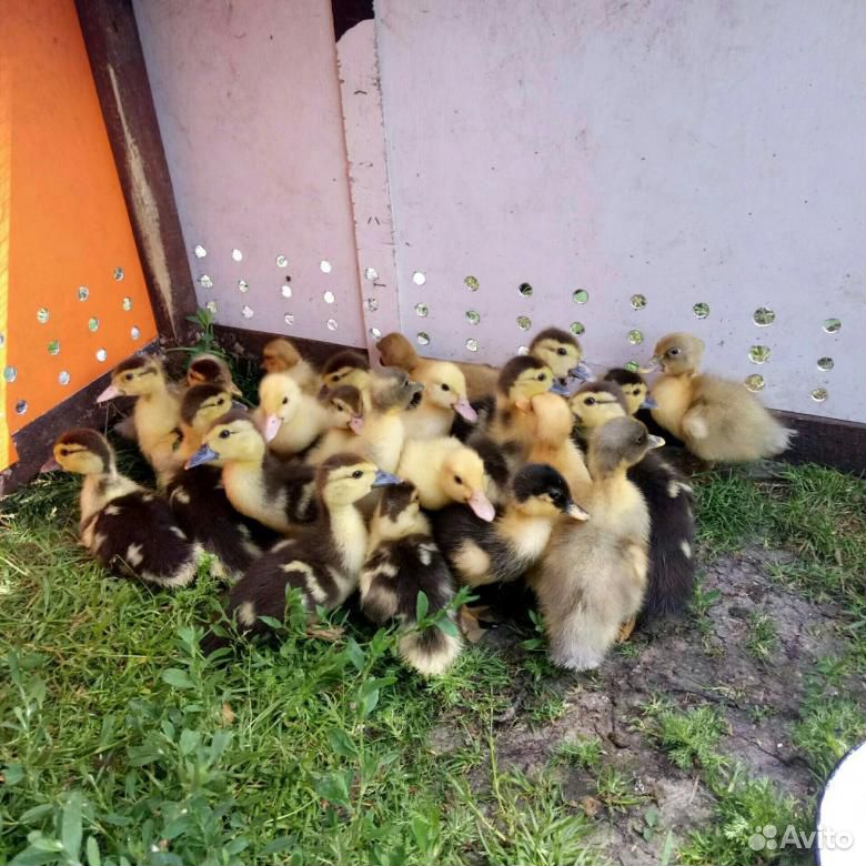 Утята мясных пород суточные и подрощенные