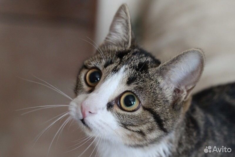 Котёнок Гномик