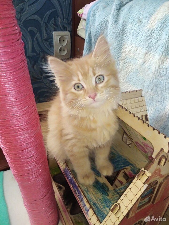 Котята ищут хороших хозяев