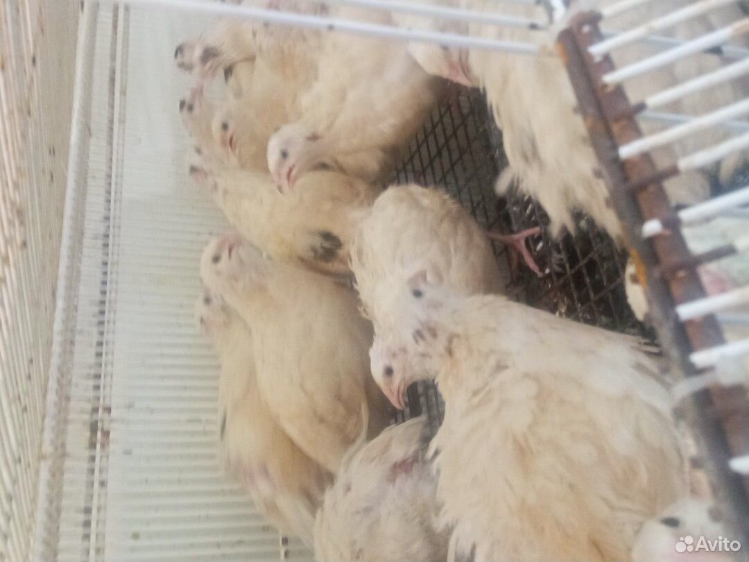 Перепела любой возраст