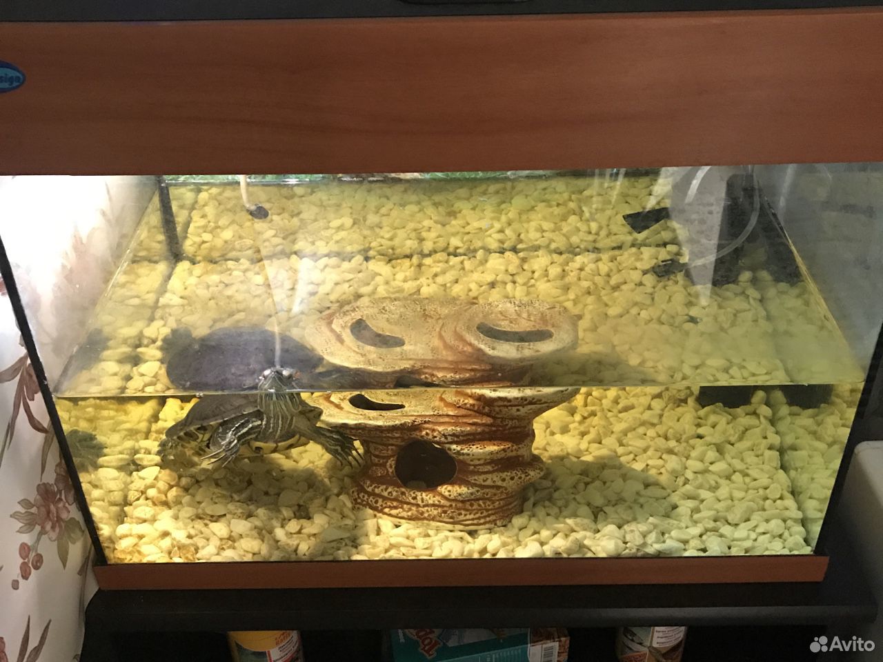 Черепаха красноухая