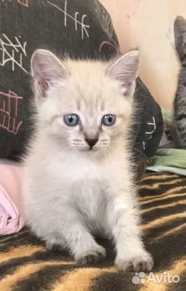 Тайский котенок