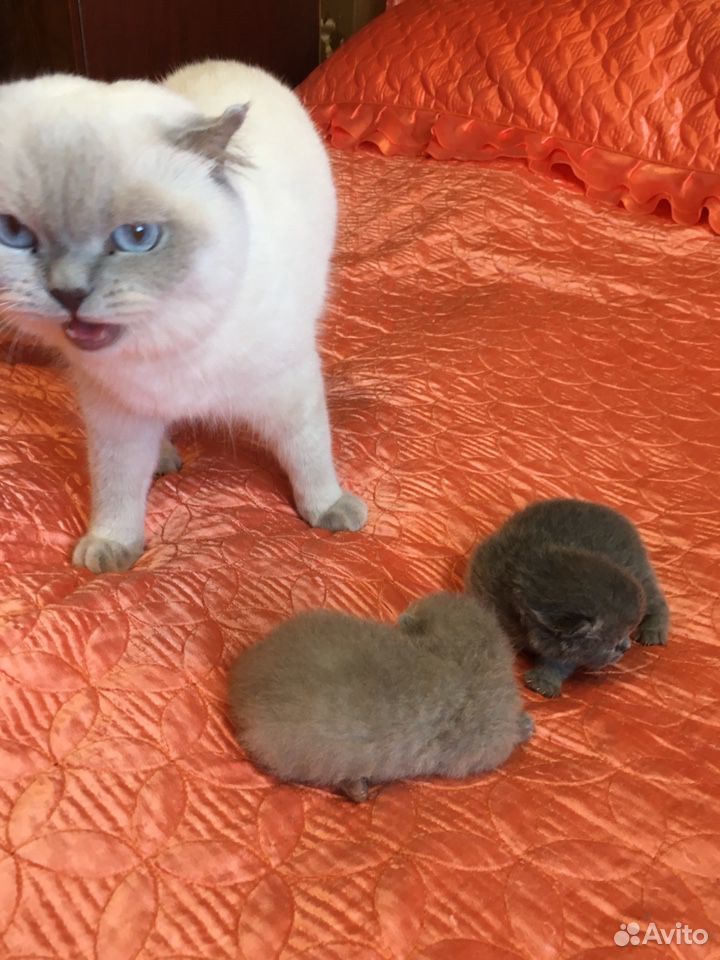 Котята Британцы ждут хозяев