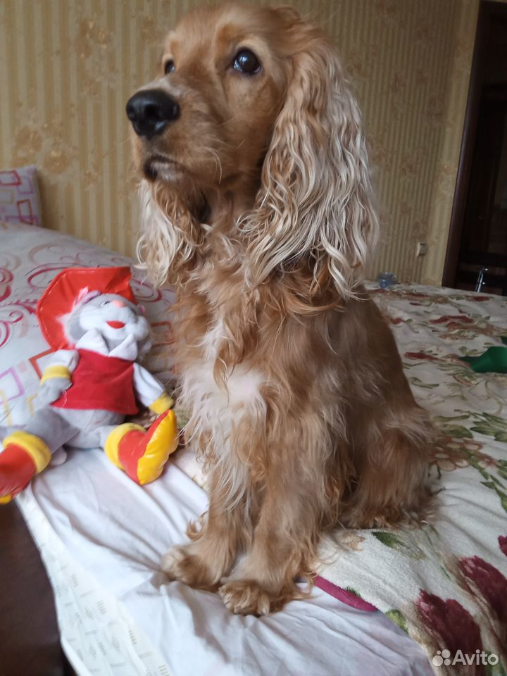 Вязка английский кокер спаниель