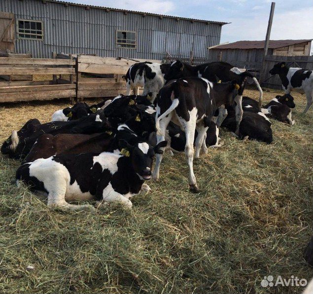 Бычки и телочки с элитного хозяйства юга России