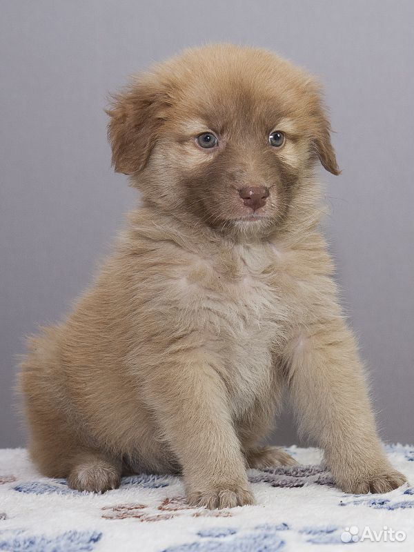 Шарлик очаровательный щенок в дар