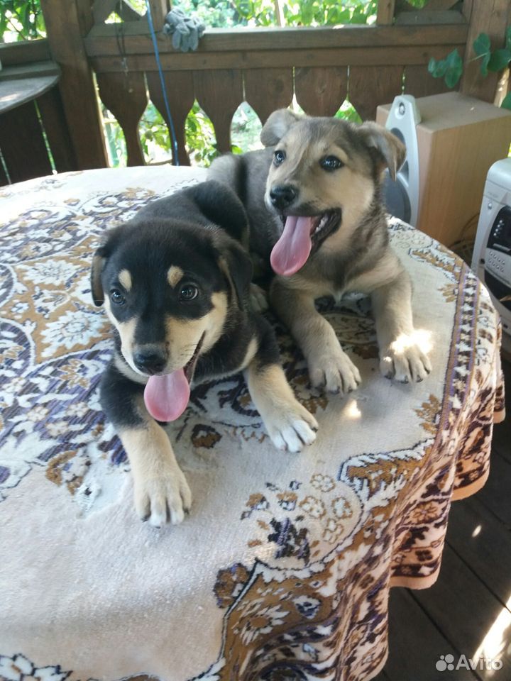 Щенки в добрые руки