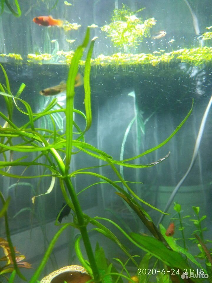 Аквариумные рыбки