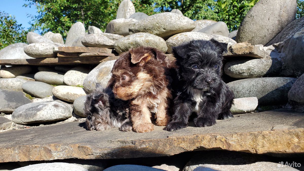 Цветные йорки