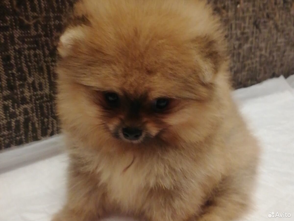 Шпиц померашка