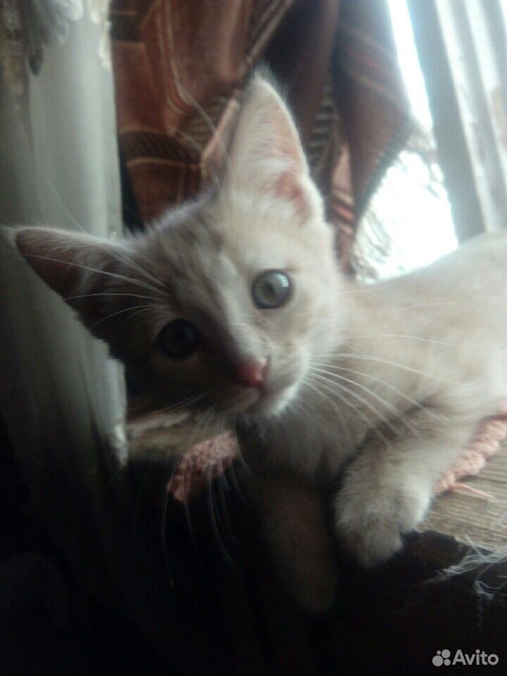 Рыжий котёнок