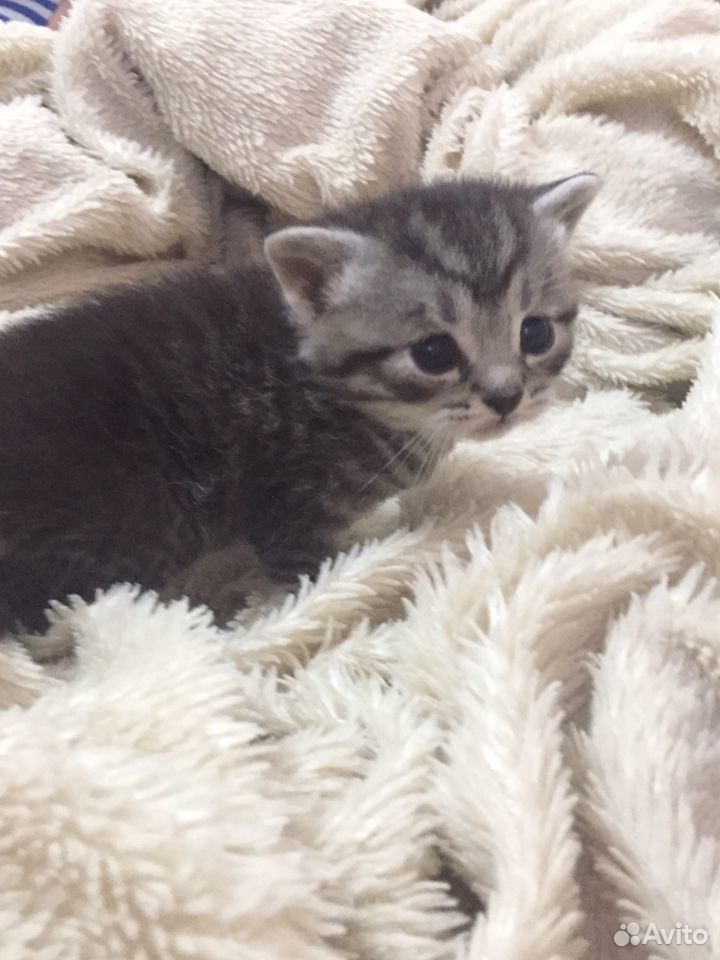 Шотландская