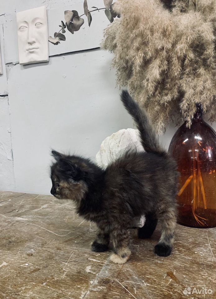 Кошечка черепаховой окраски