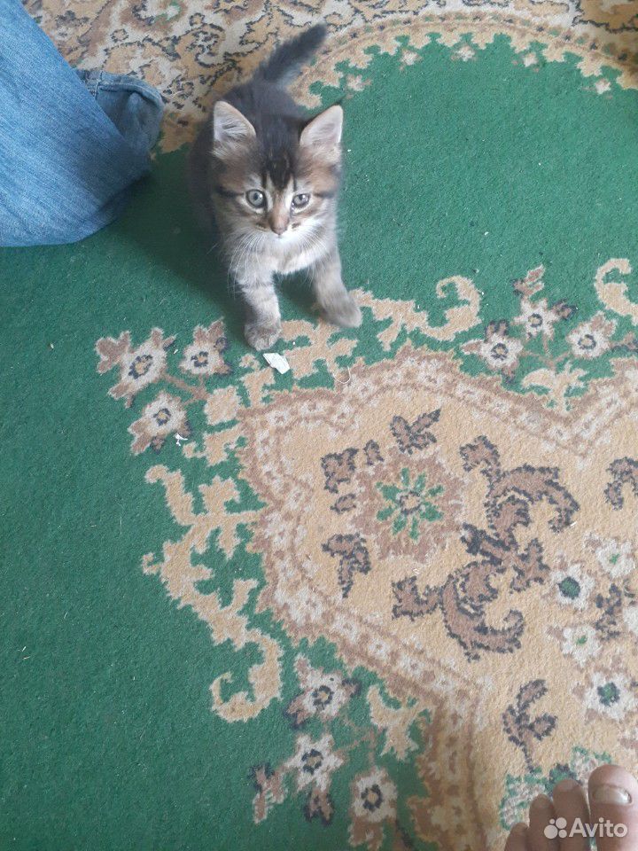 Одам котёнка
