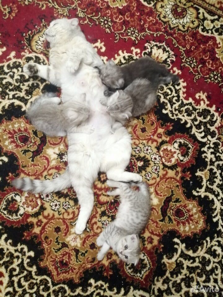 Кошка