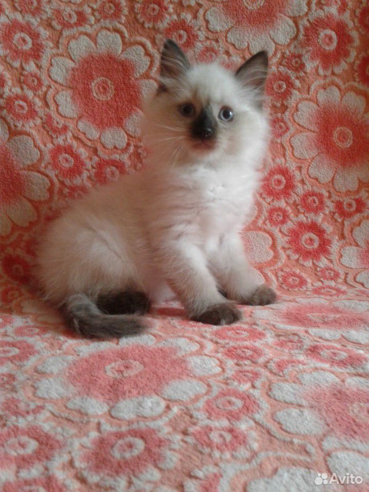 Невская маскарадная (котик)