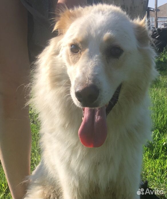 Метис самоеда в дар