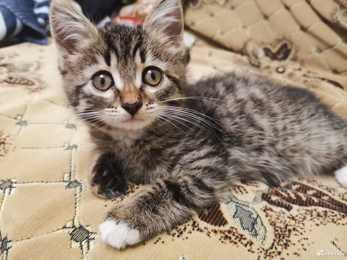 Кошка