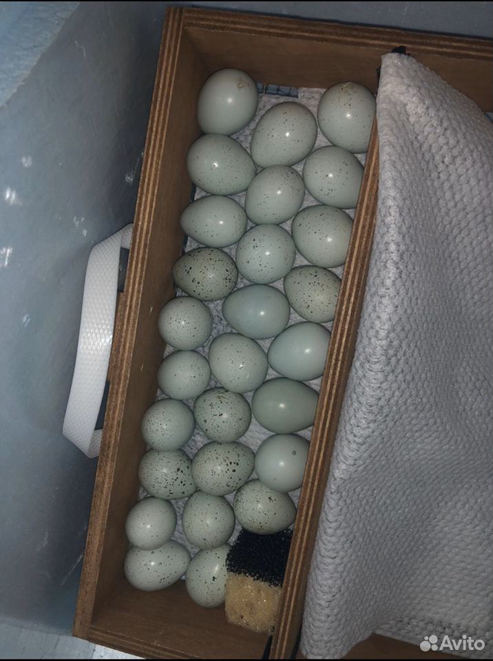 Перепела суточные Селадон (Целадон)