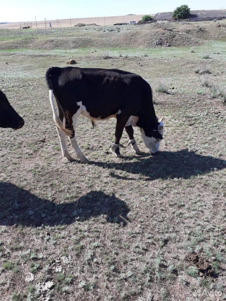 Бычки, коровы С телятами, коровы