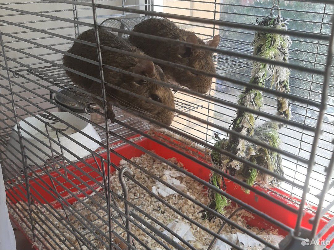 Дегу бесплатно