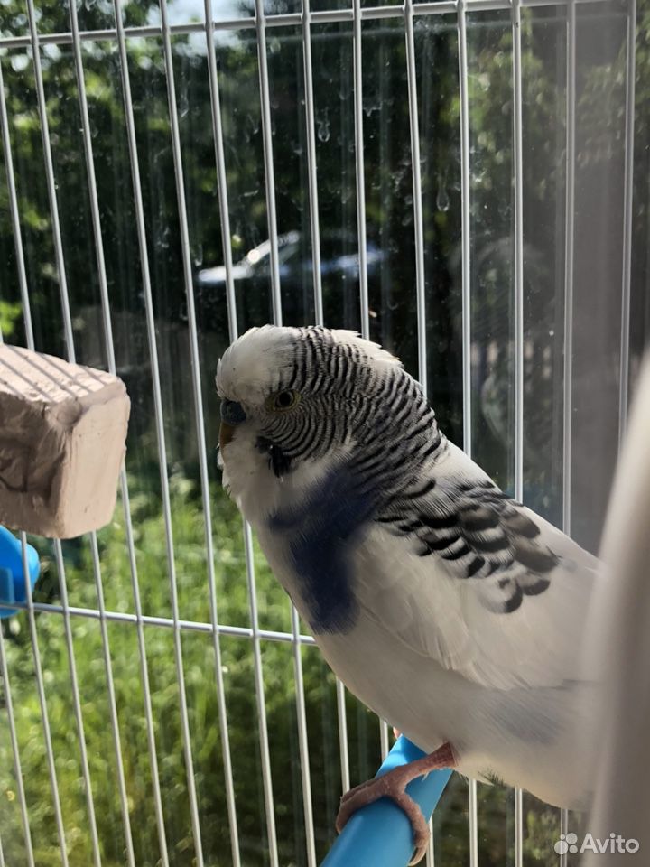 Найден попугай