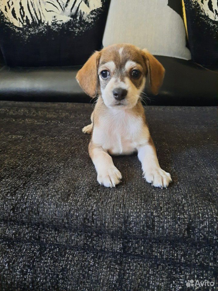 Маленькая собачка