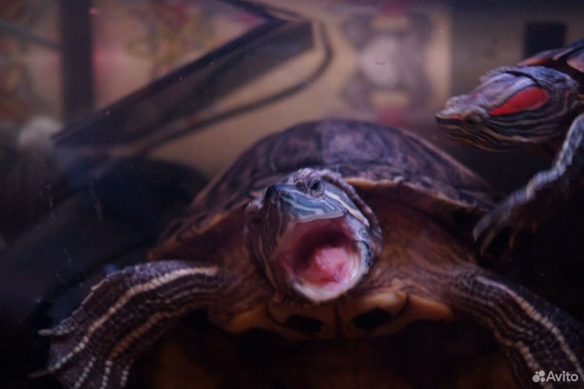 Красноухая черепаха в добрые и заботливые руки