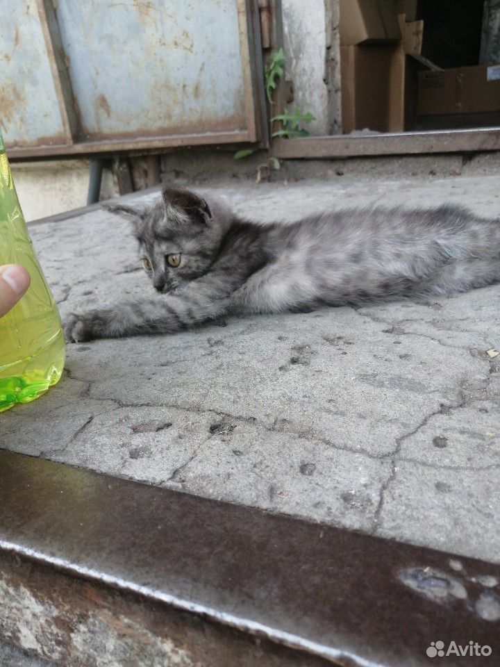 Отдам котёнка