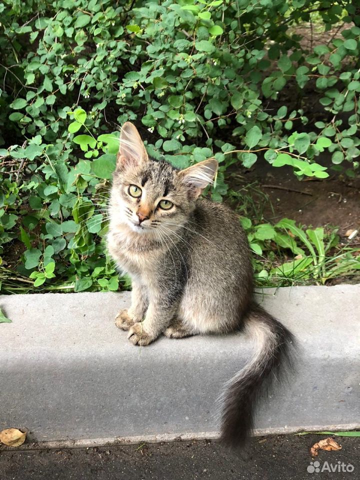 Котёнок девочка 3 мес